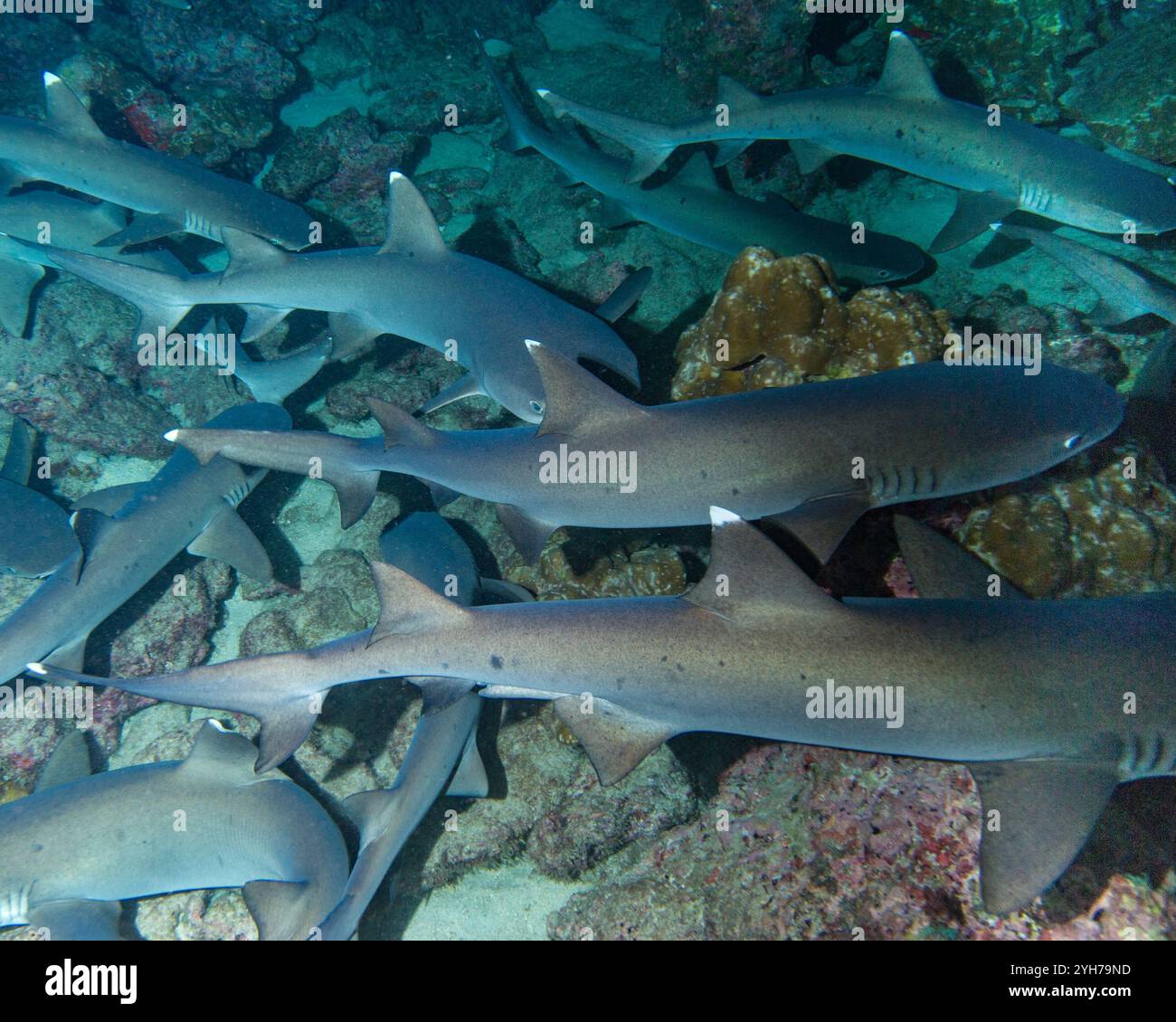 Hunting sharks hi-res stock photography and images - Alamy