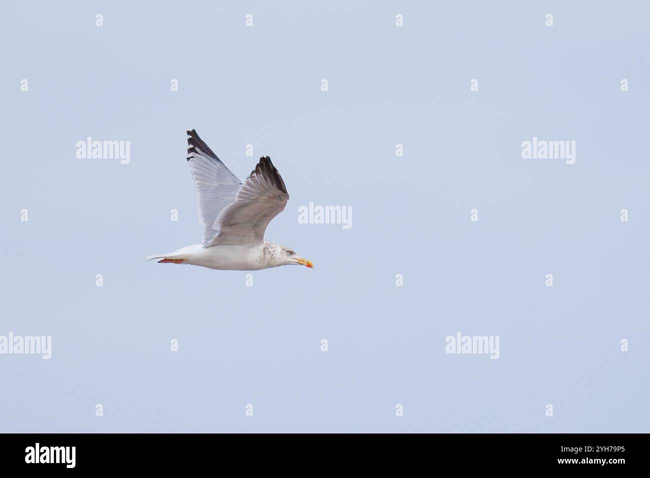European herring gull, scientific name (Larus argentatus). Gull flying ...
