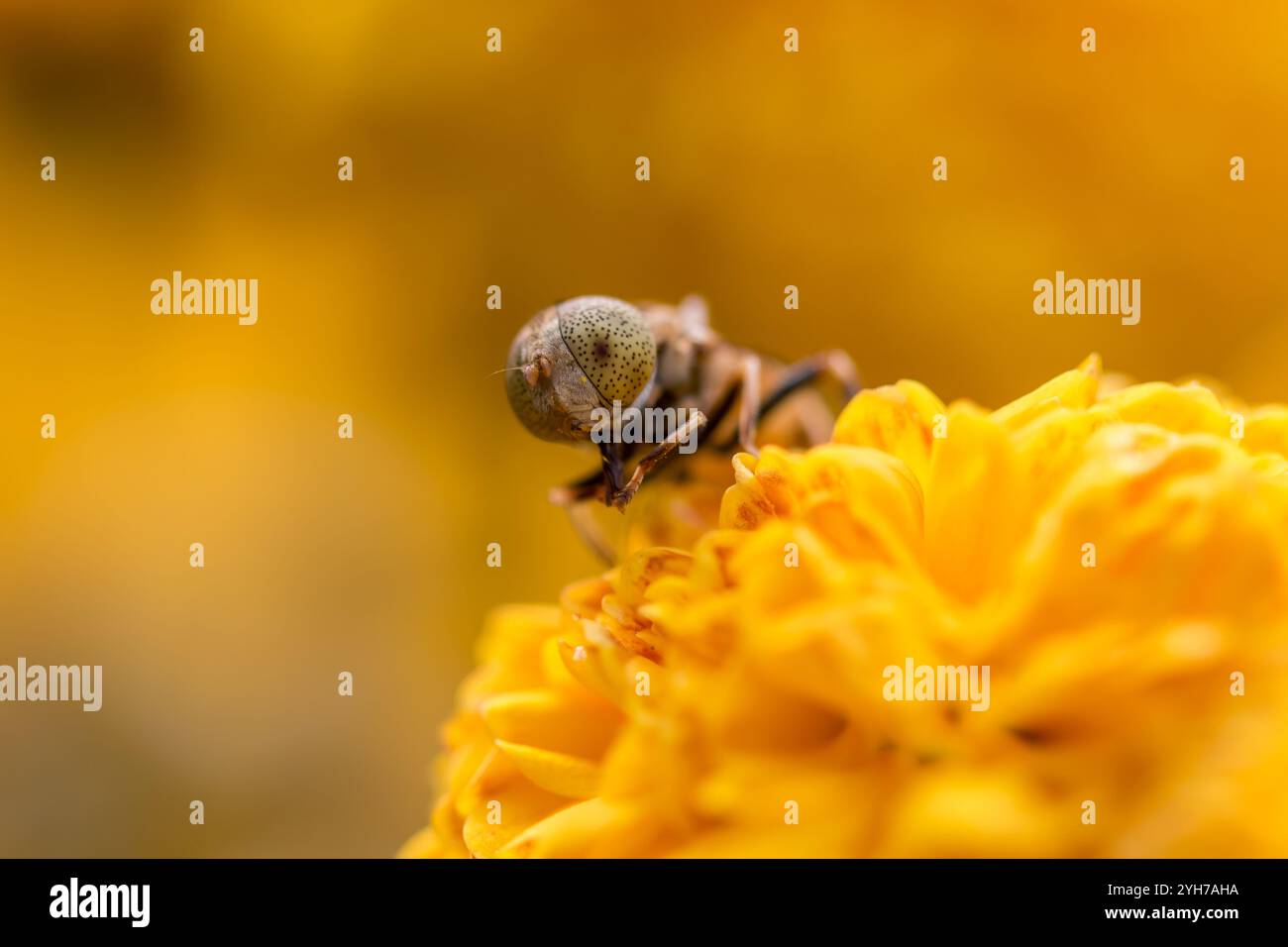 Nature closeup photography hi-res stock photography and images - Alamy