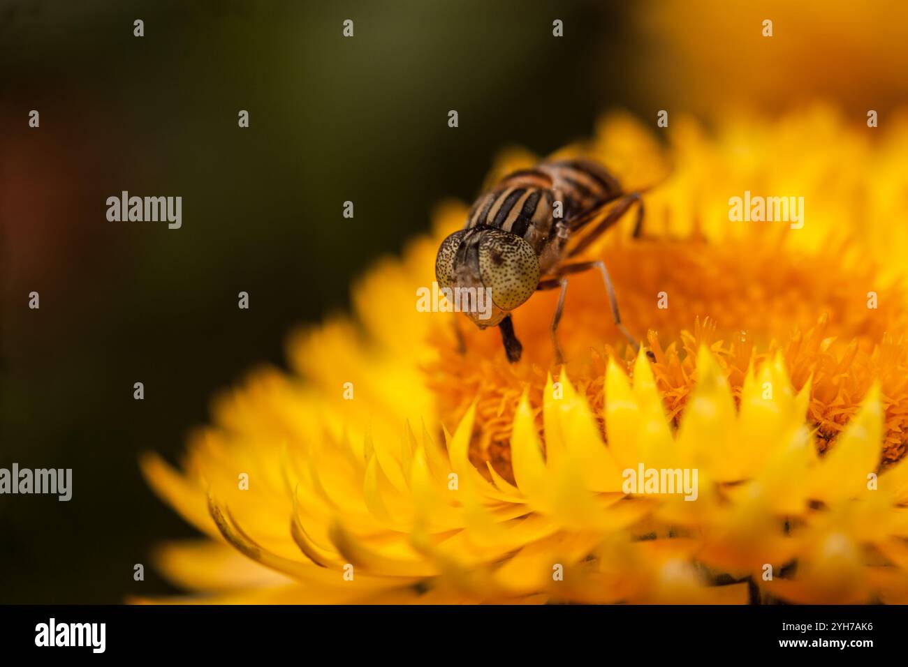 Closeup of insect on flower petal Stock Photo - Alamy