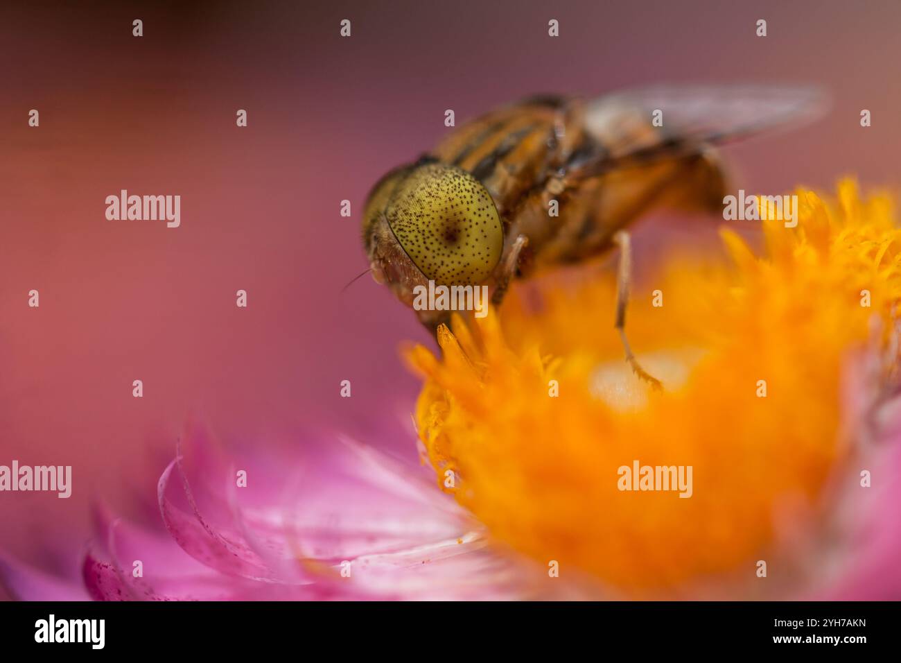 Flower of twenty petals hi-res stock photography and images - Alamy