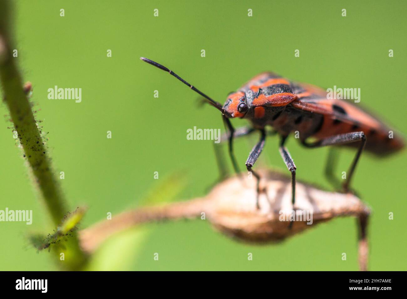 Insect pollination photo hi-res stock photography and images - Alamy