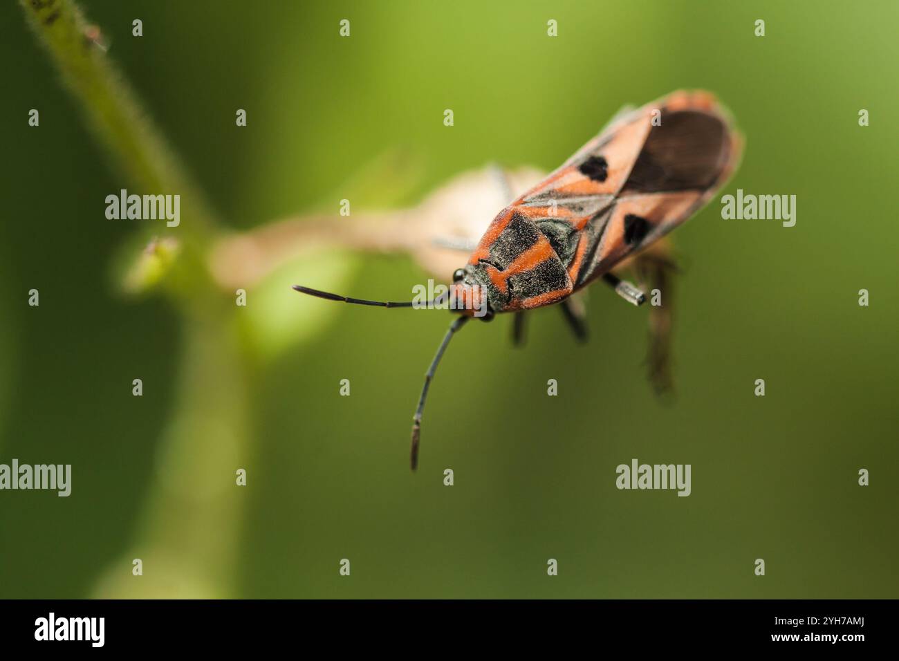 Insect closeup macro white hi-res stock photography and images - Alamy