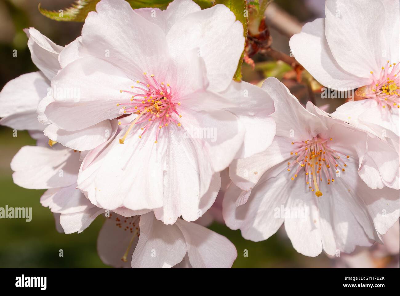 Japanese Cherry Tree (Prunus serrulata), Cherry trees are native to ...