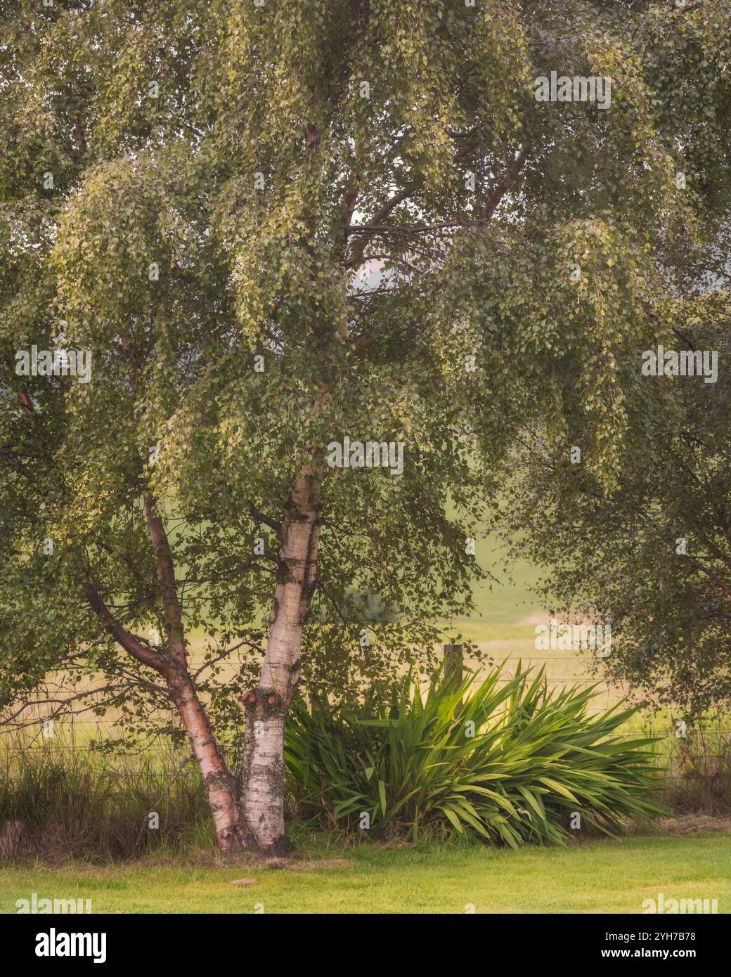 Natural setting of lush grass hi-res stock photography and images - Alamy