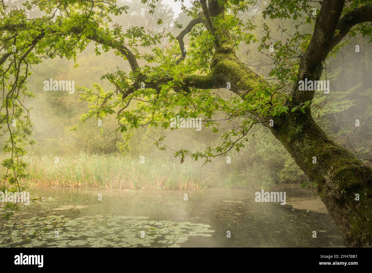Serene Misty Forest Landscape with Lush Greenery and Pond Stock Photo ...