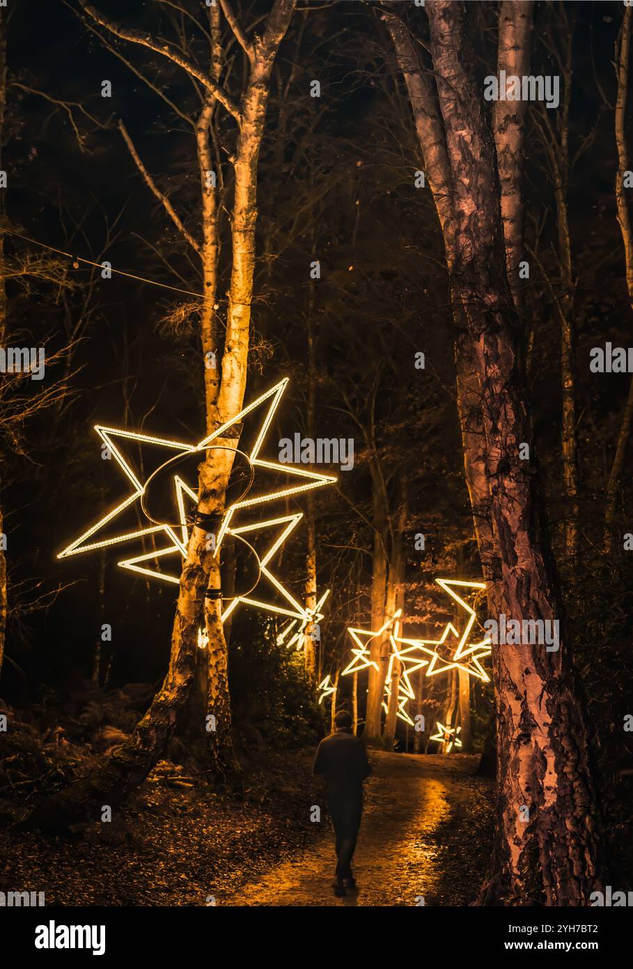 Magical Forest Pathway Illuminated by Starry Lights at Night Stock ...