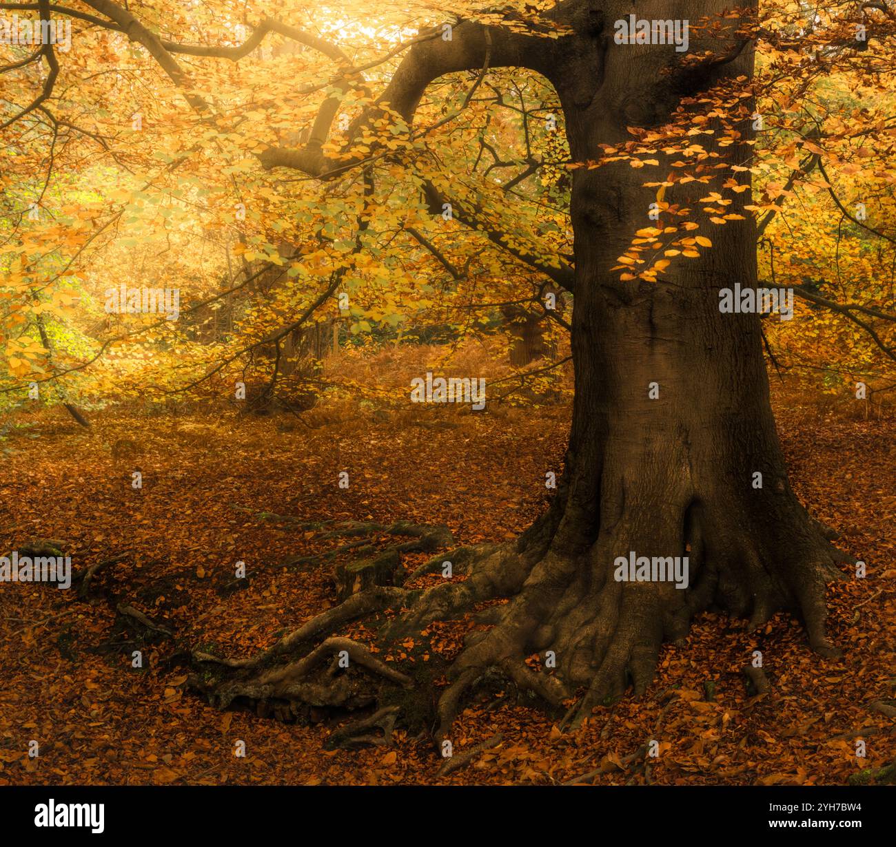 Feature tree for autumn colour hi-res stock photography and images - Alamy