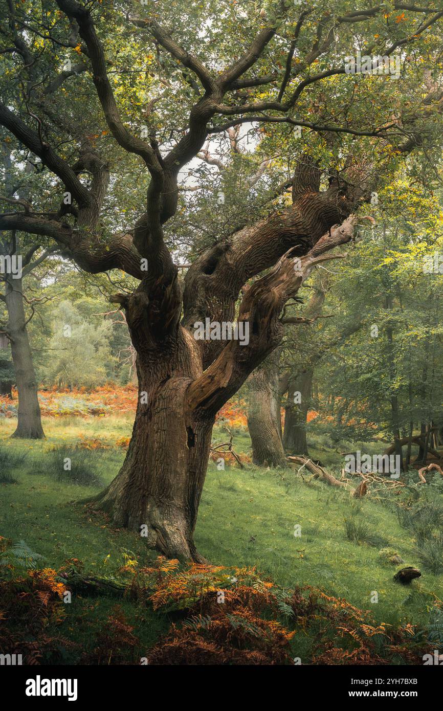 Majestic Ancient Oak Tree in a Serene Forest Landscape Stock Photo - Alamy