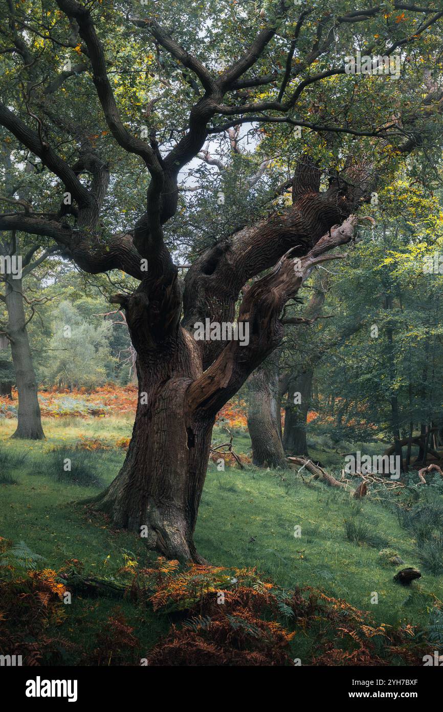 Lush serene forest scene hi-res stock photography and images - Alamy