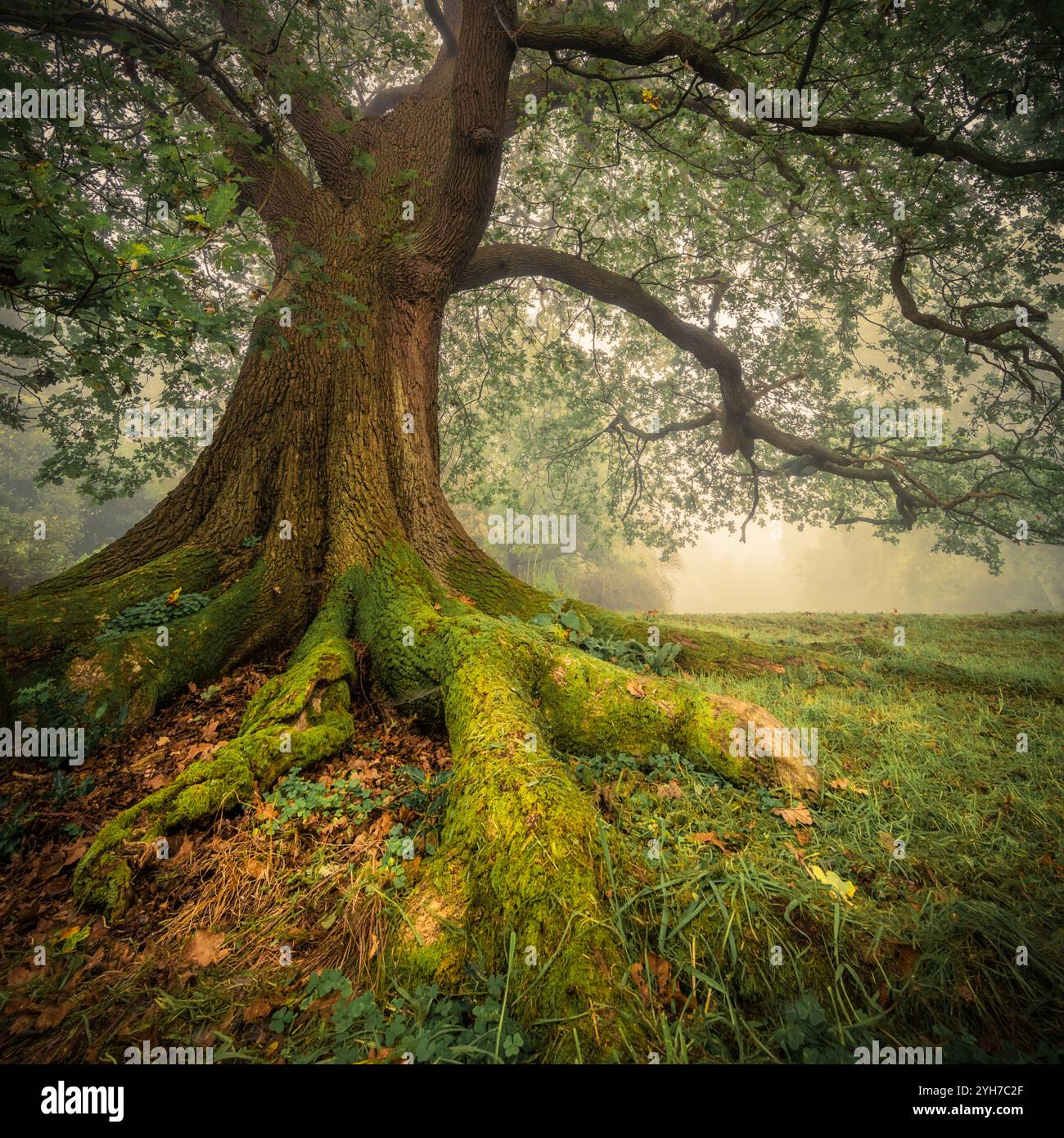 Majestic Ancient Tree With Sprawling Roots in Misty Forest Stock Photo - Alamy