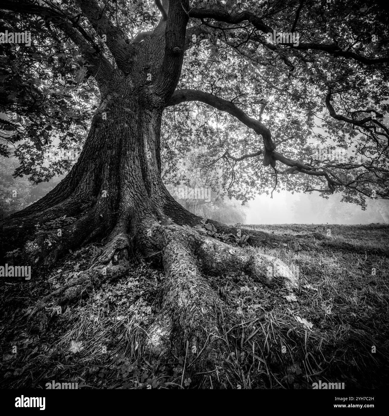 Majestic Oak Tree in Misty Black and White Landscape Stock Photo - Alamy