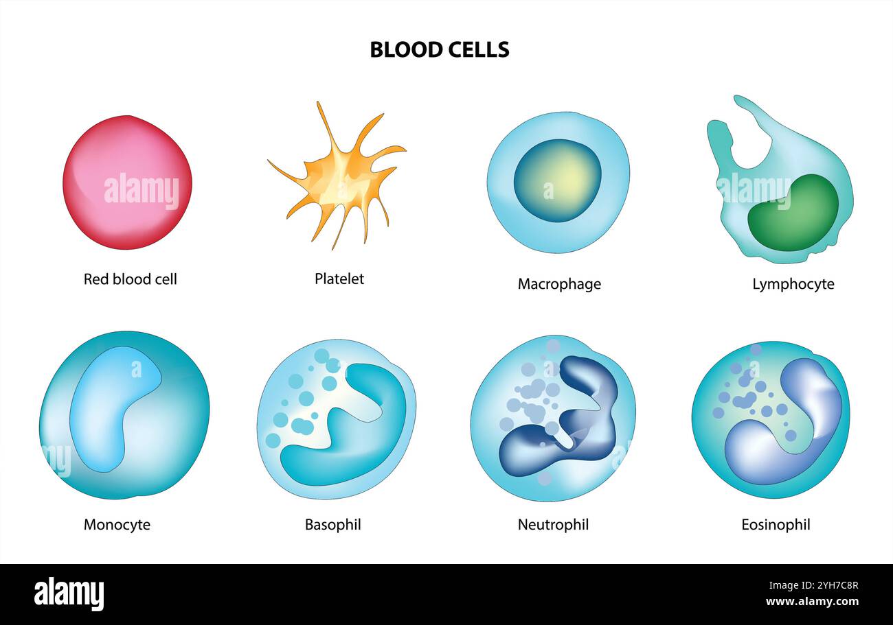 White blood cell diagram hi-res stock photography and images - Alamy