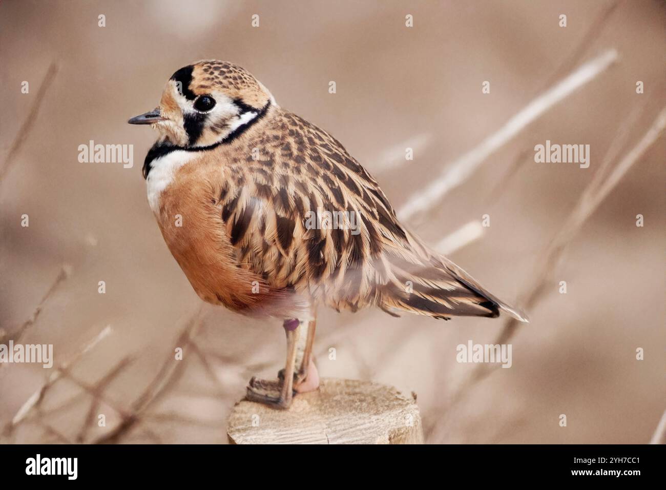 Black banded plover hi-res stock photography and images - Alamy