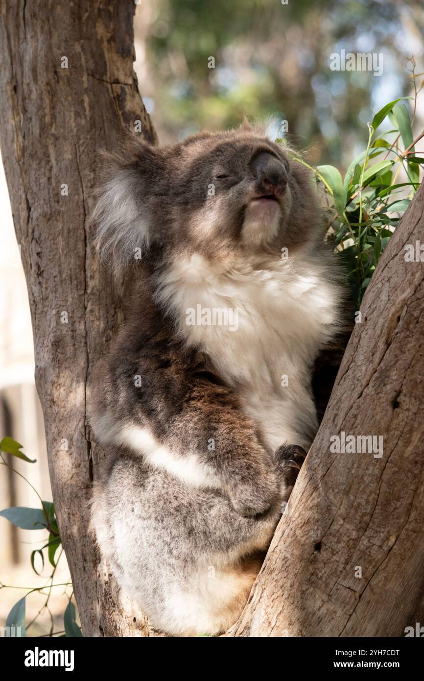 Large round ears hi-res stock photography and images - Alamy