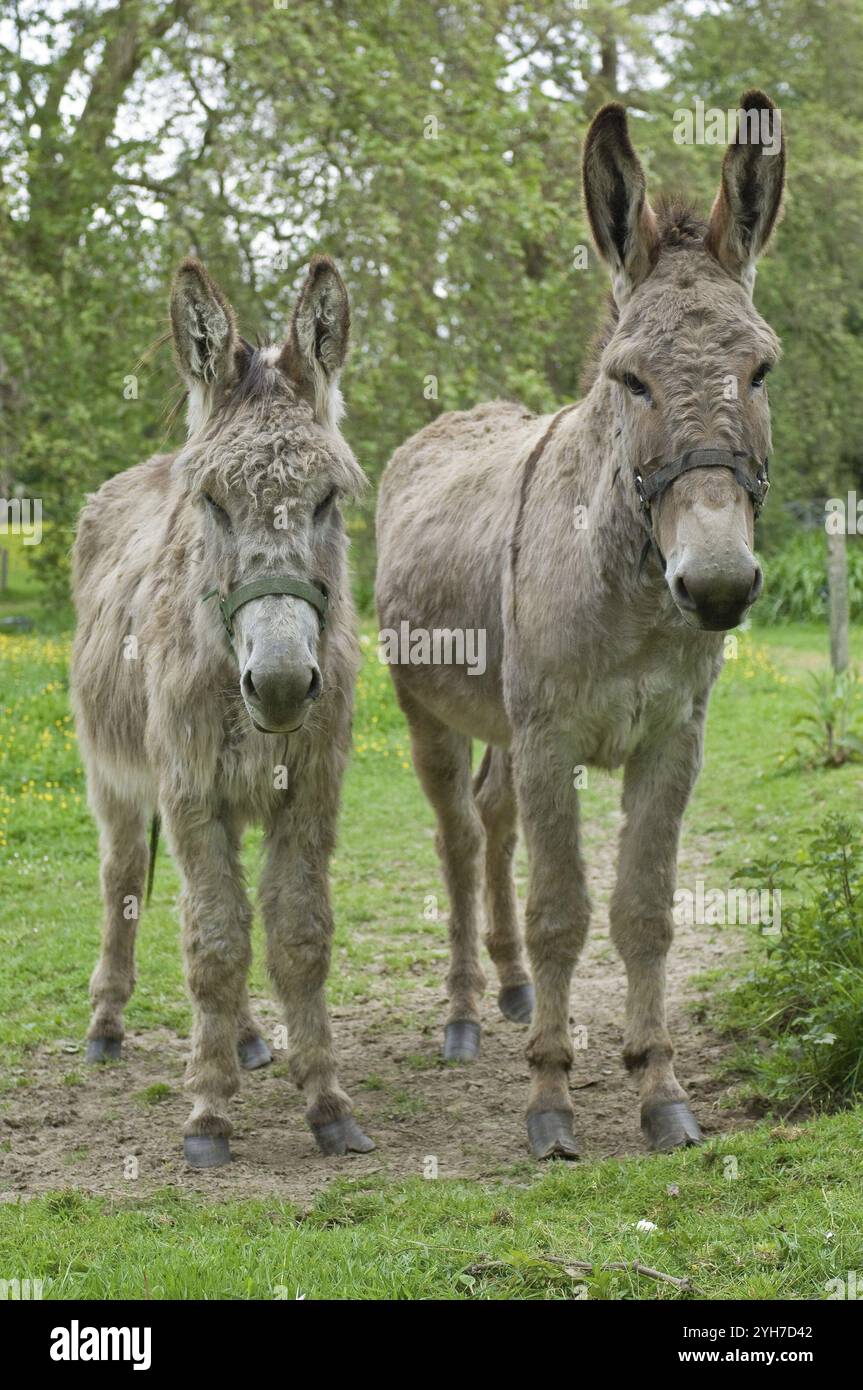 Two house donkeys in frontal view, Federal Republic of Germany Stock ...