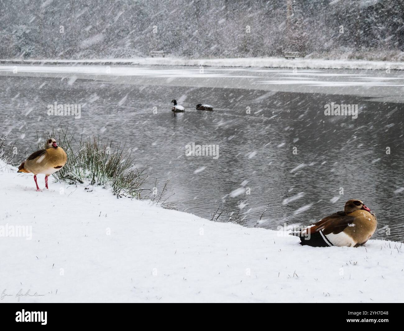 Mother Goose with Goslings Walking in Snow by a Lake Stock Photo - Alamy