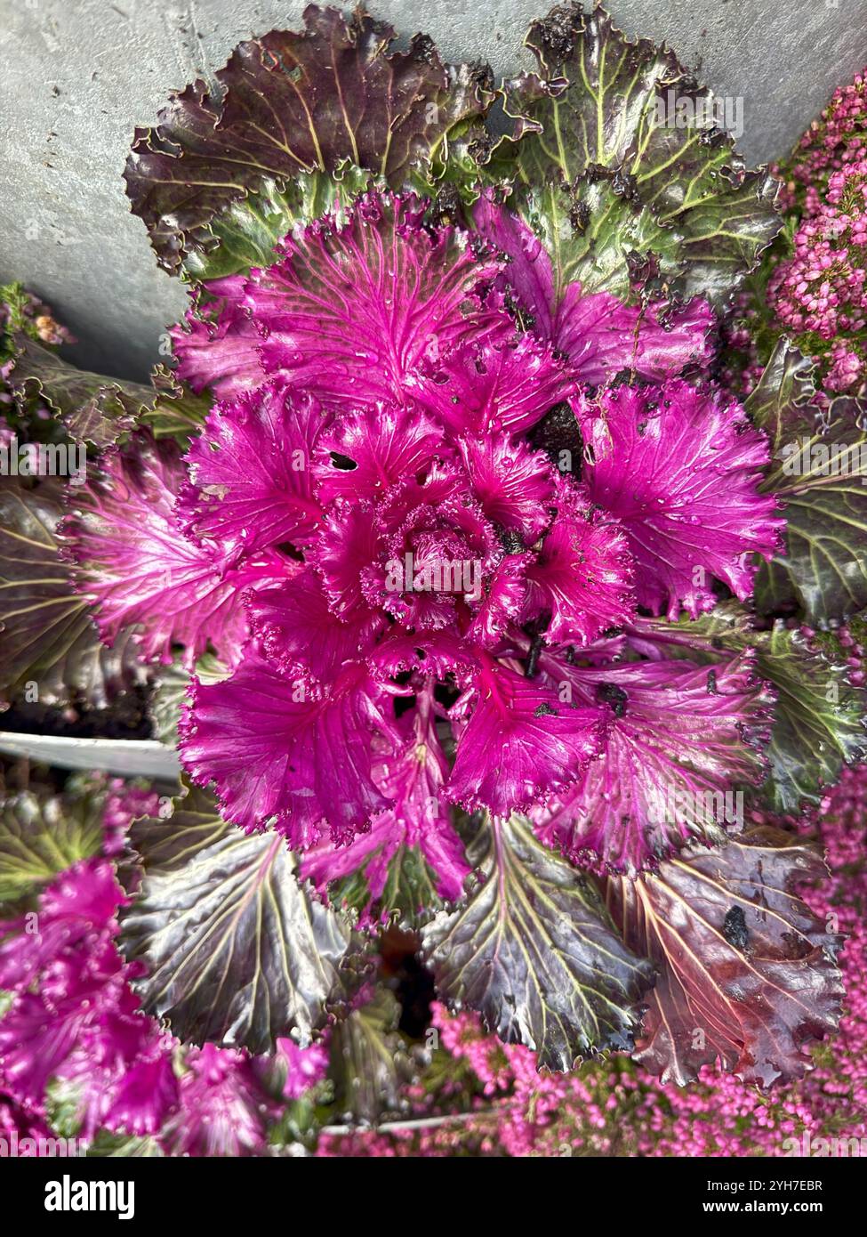 Ornamental cabbage winter hi-res stock photography and images - Alamy