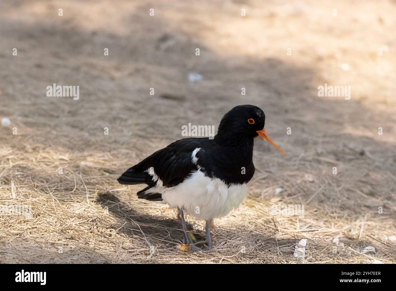 Bird with white ring around eye hi-res stock photography and images - Alamy