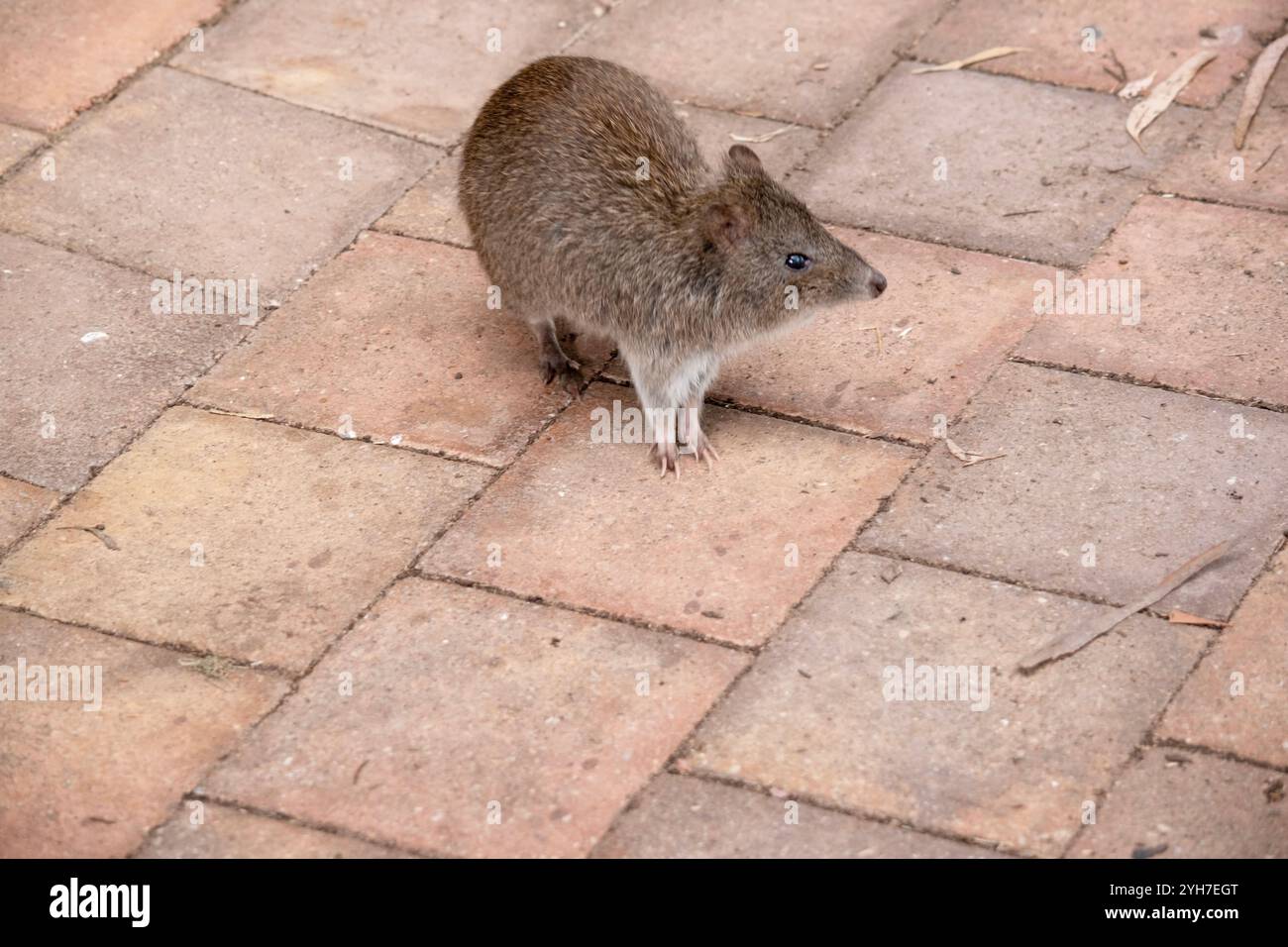 The Long-nosed Potoroos have a brown to grey upper body and paler ...