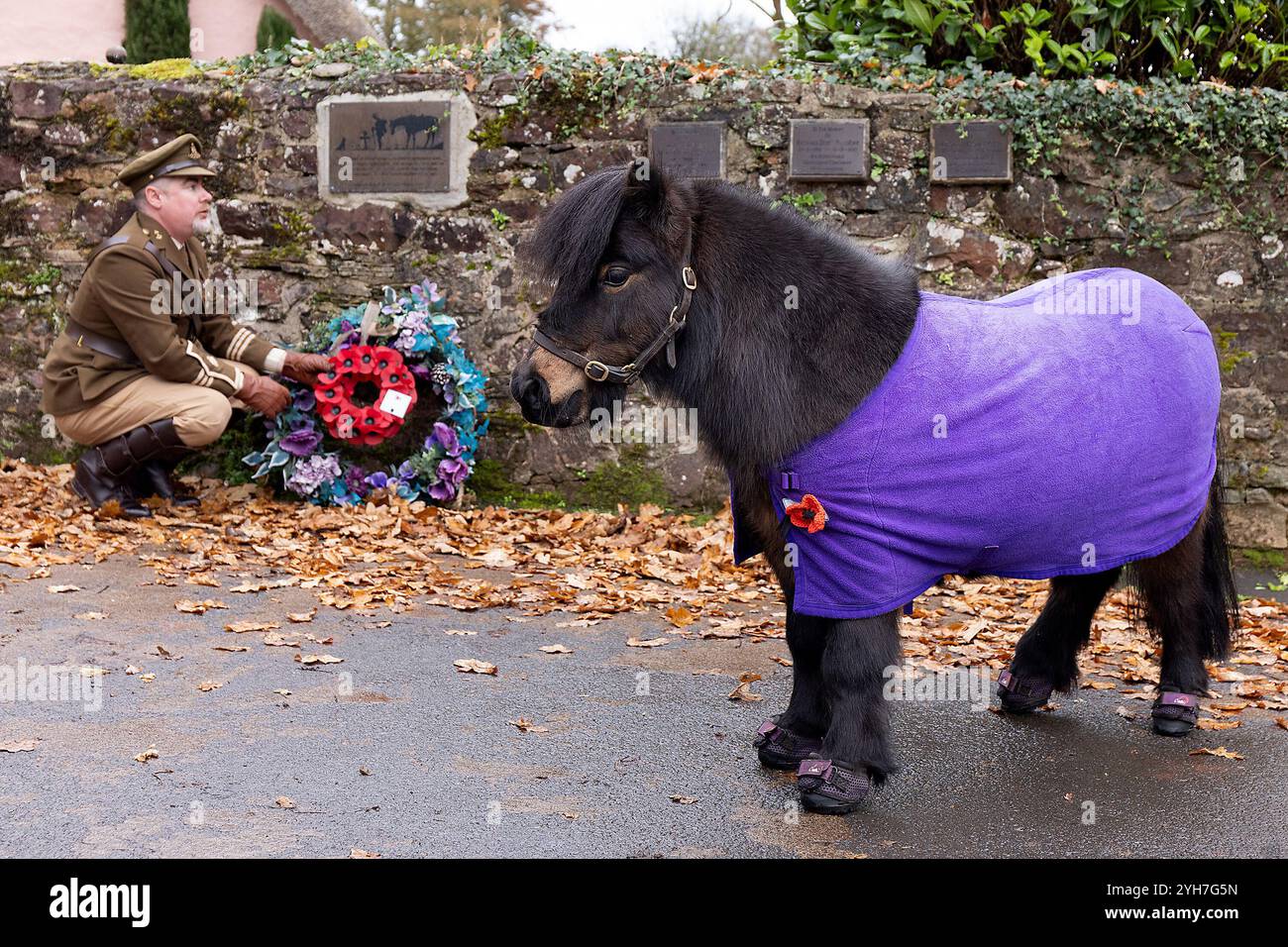 Cockington.UK, 10TH Nov 2024. Patrick the Pony observes the two minute ...
