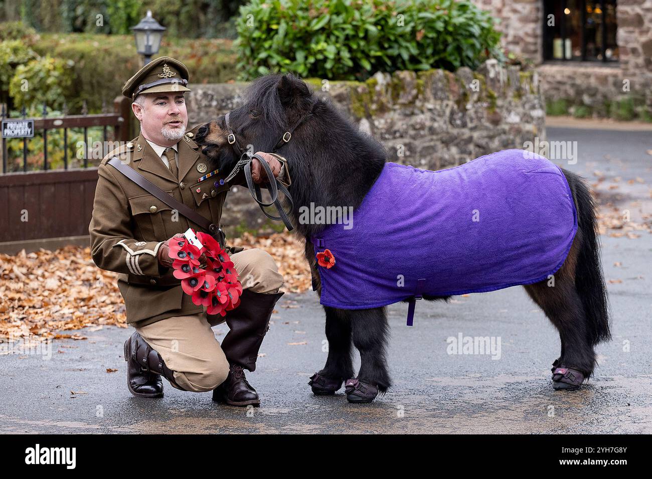 Cockington.UK, 10TH Nov 2024. Patrick the Pony observes the two minute ...