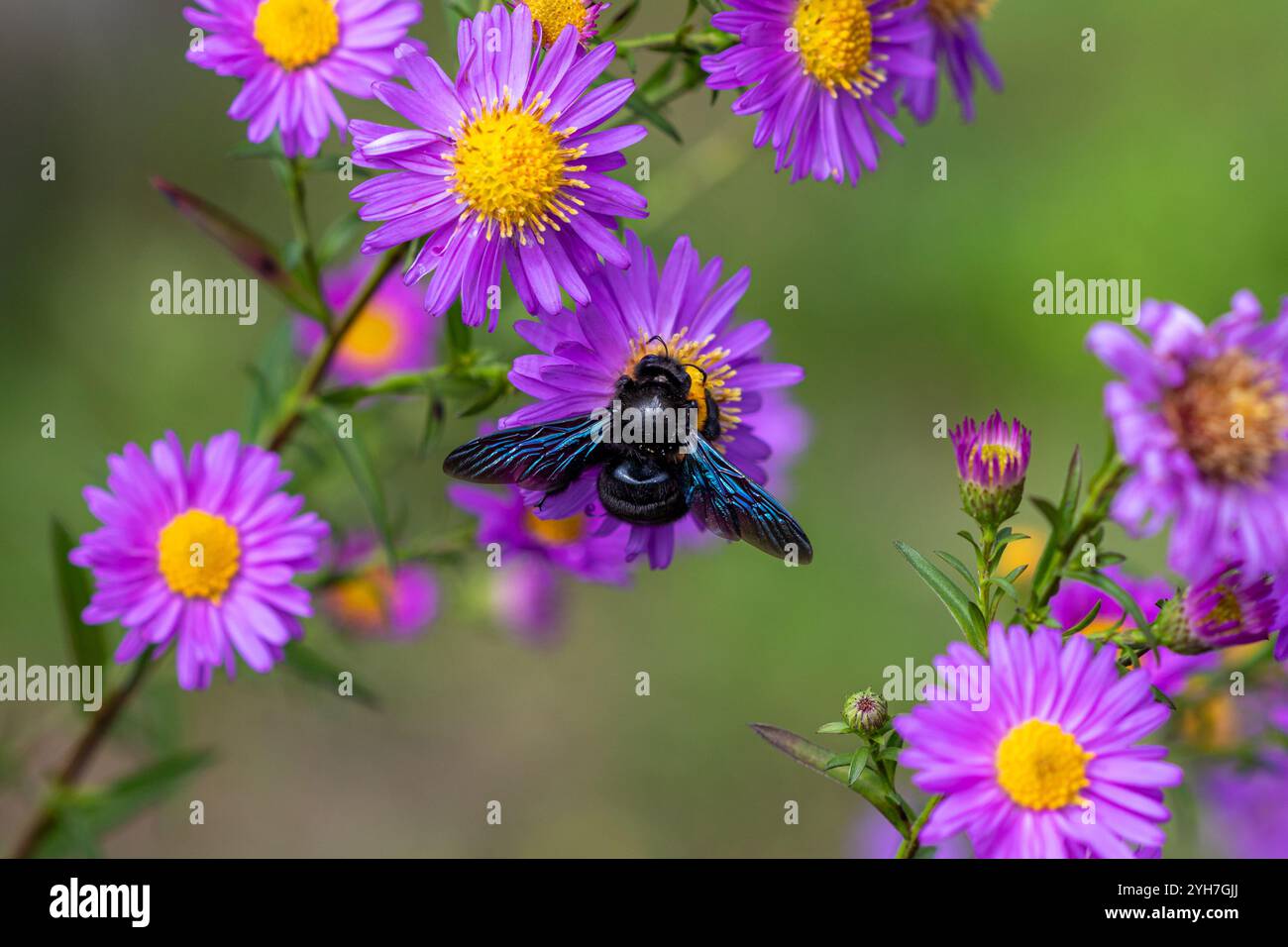 Violet carpenter bee on flower hi-res stock photography and images - Alamy