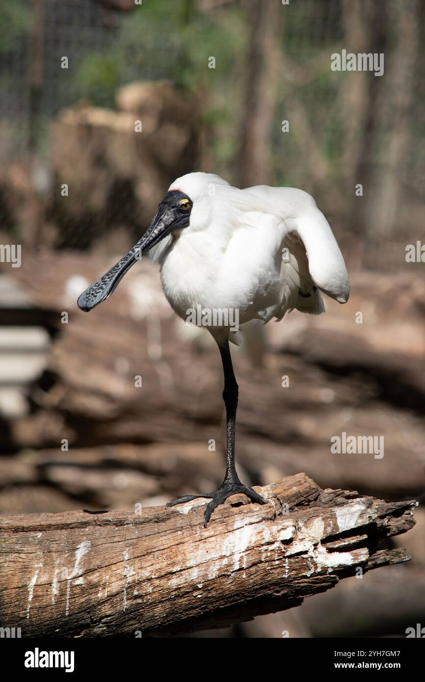 The royal spoonbill is a large white sea bird with a black bill that ...