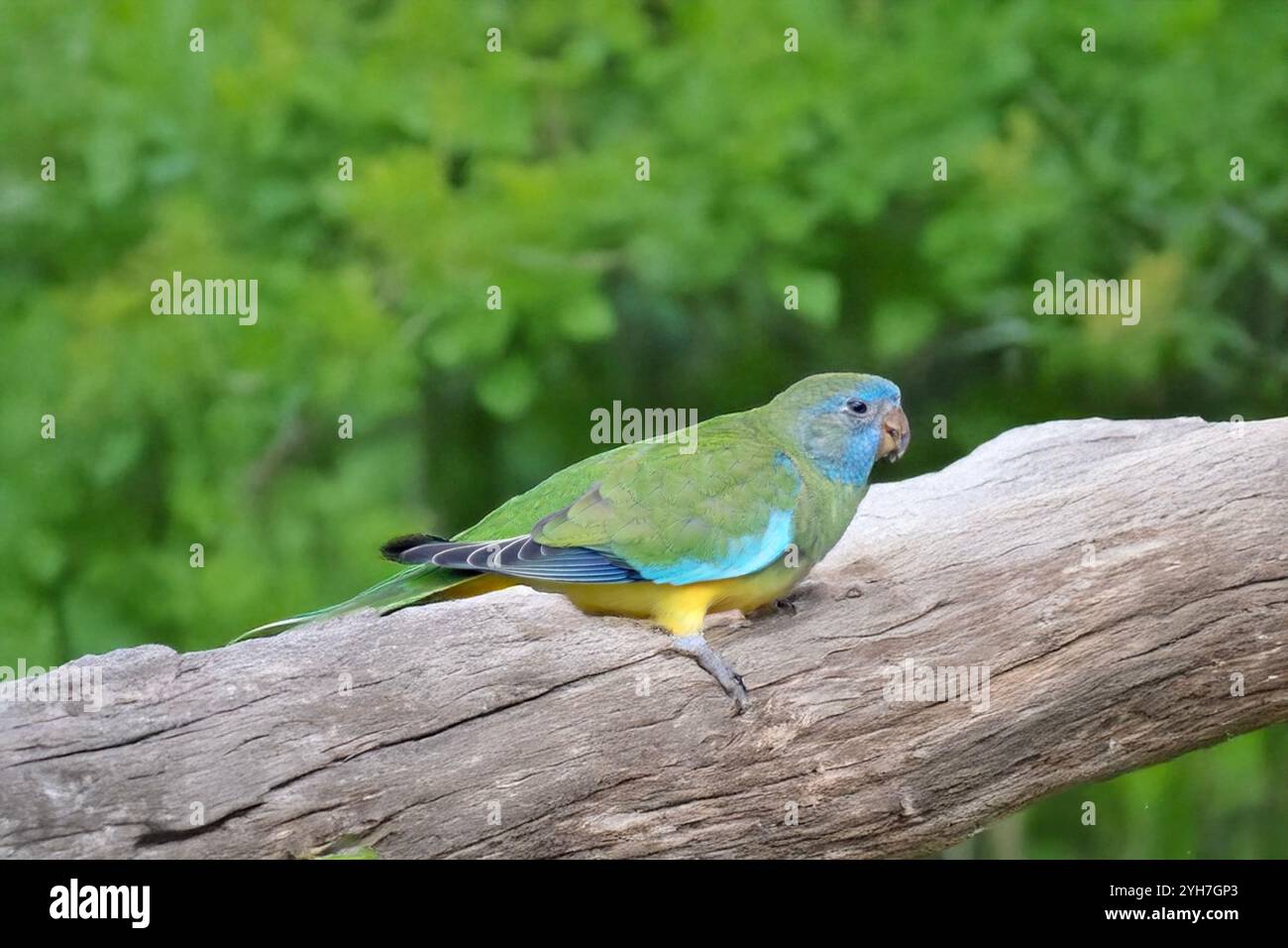 the female scarlet chested parrot has a yellow front Stock Photo - Alamy