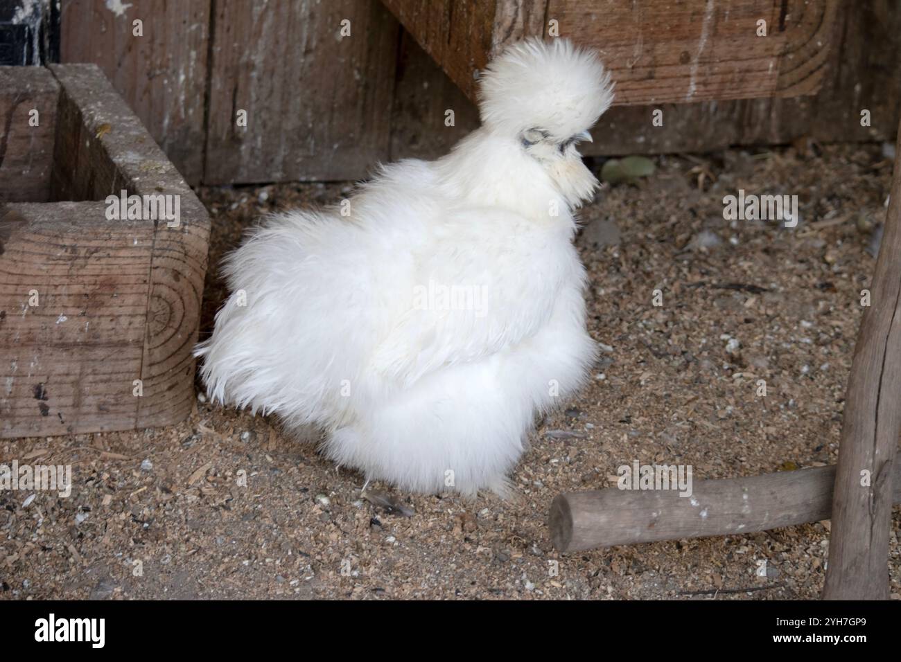 Bearded chicken rooster hi-res stock photography and images - Alamy