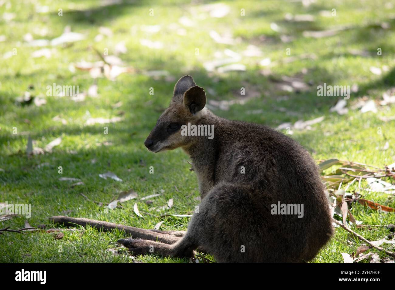 The swamp wallaby has dark brown fur, often with lighter rusty patches ...