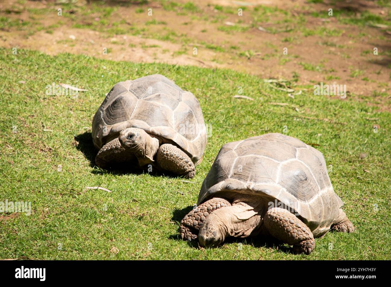 Aldabras Tortoises are one of the world's largest land tortoises Stock ...