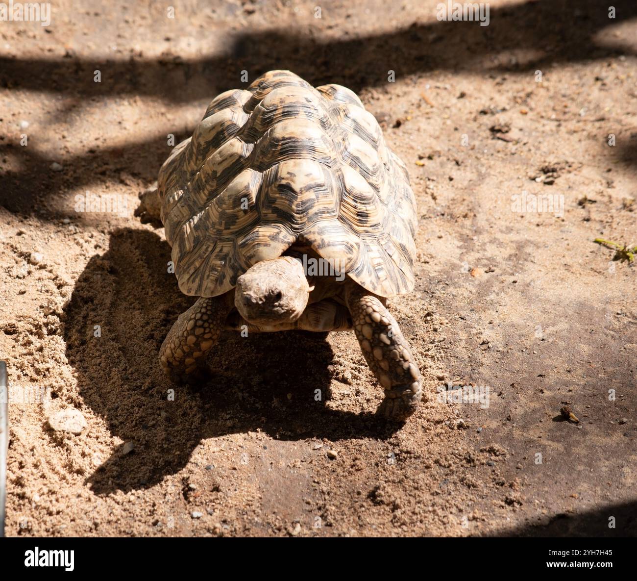 A turtle is a reptile that has a shell covering its body. Turtles are ...