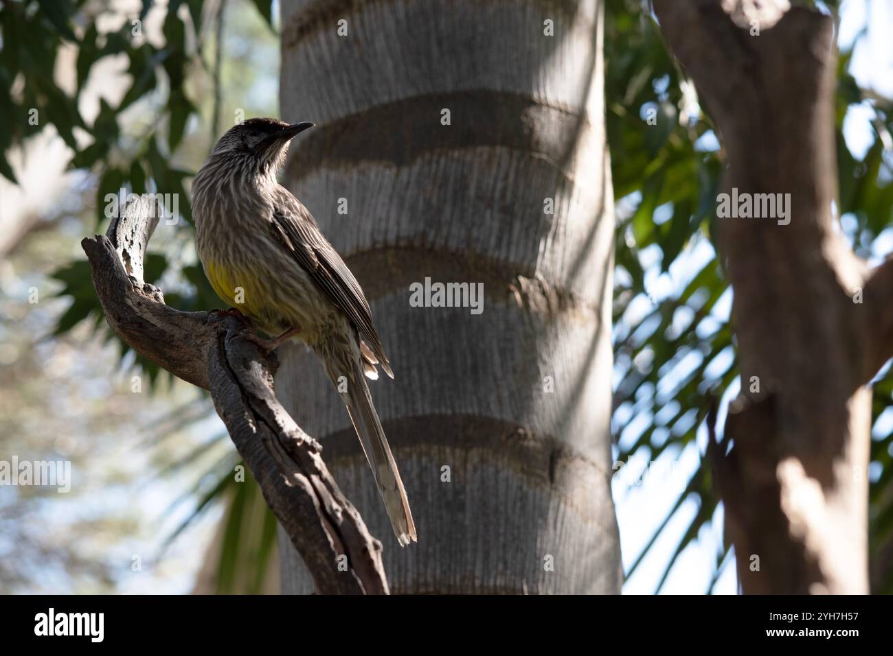 The Red Wattlebird is a large, noisy honeyeater. The common name refers ...