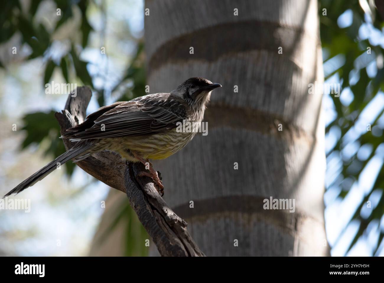 The Red Wattlebird is a large, noisy honeyeater. The common name refers ...