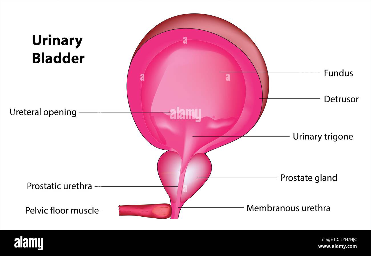 Human bladder anatomy. Vector illustration isolated on white background ...