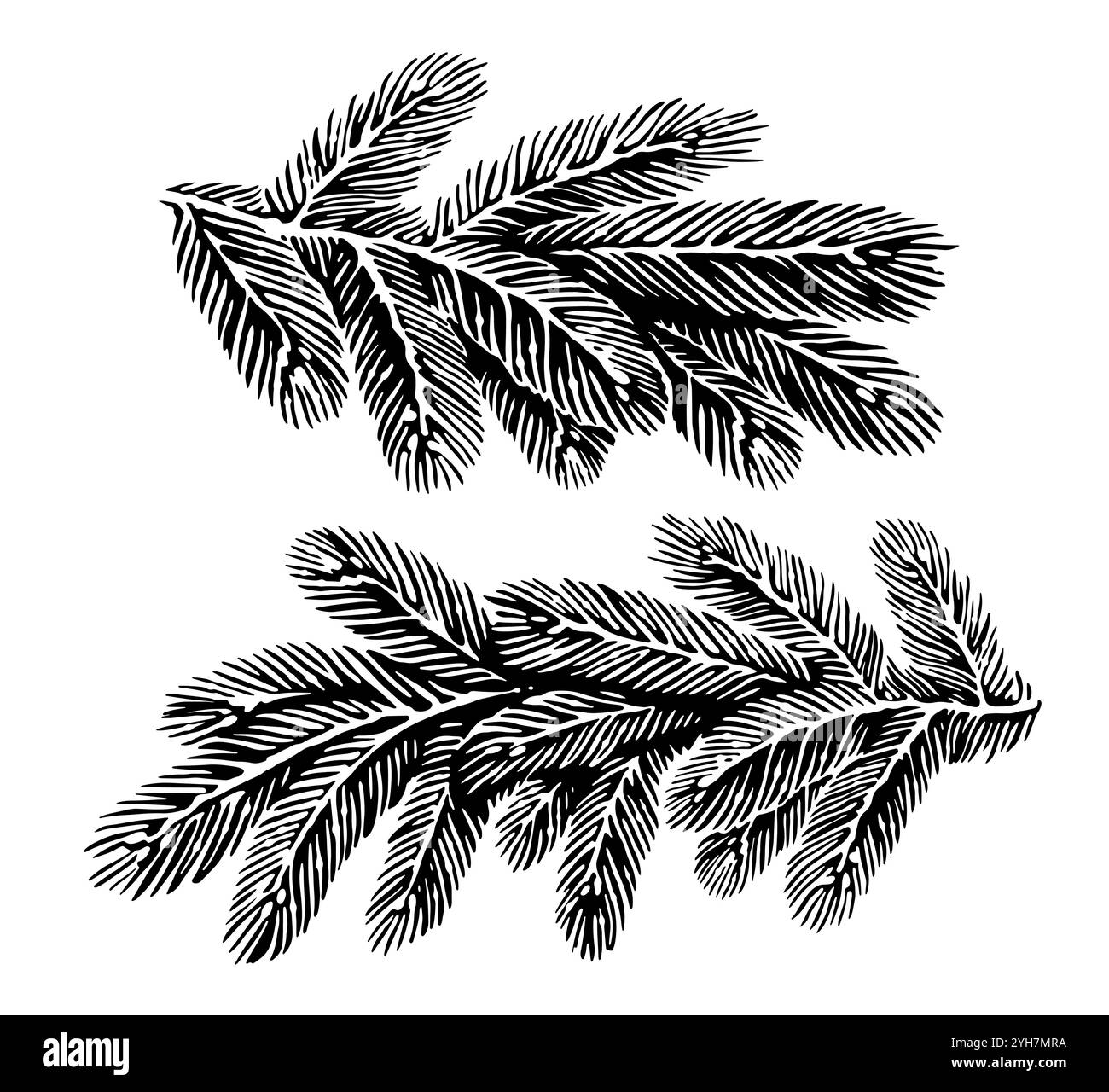 Christmas fir tree spruce branch with needles. Hand drawn sketch vector ...