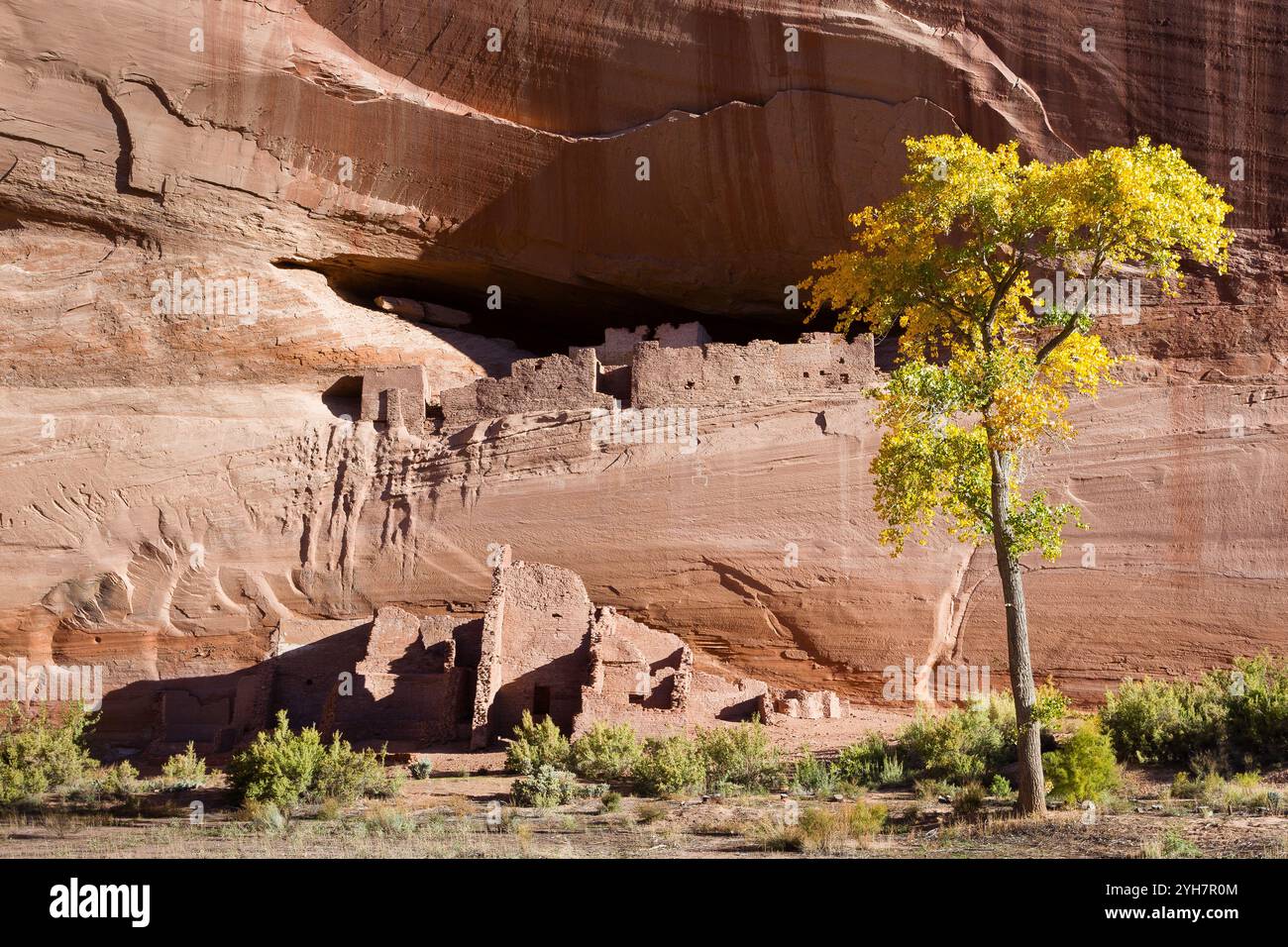 A fall cottonwood tree stands before the White House Ruins in Canyon de ...