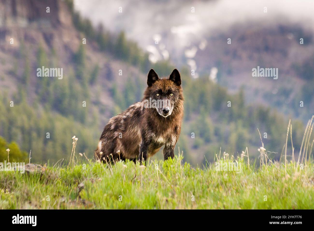 The alpha male of the Canyon Pack of wolves as of 2009 - 712M, a black ...