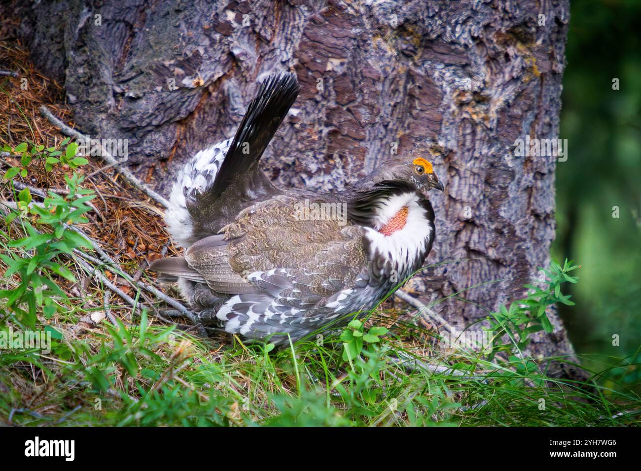 A blue grouse shows its colors and flare in defense in Grand Teton ...