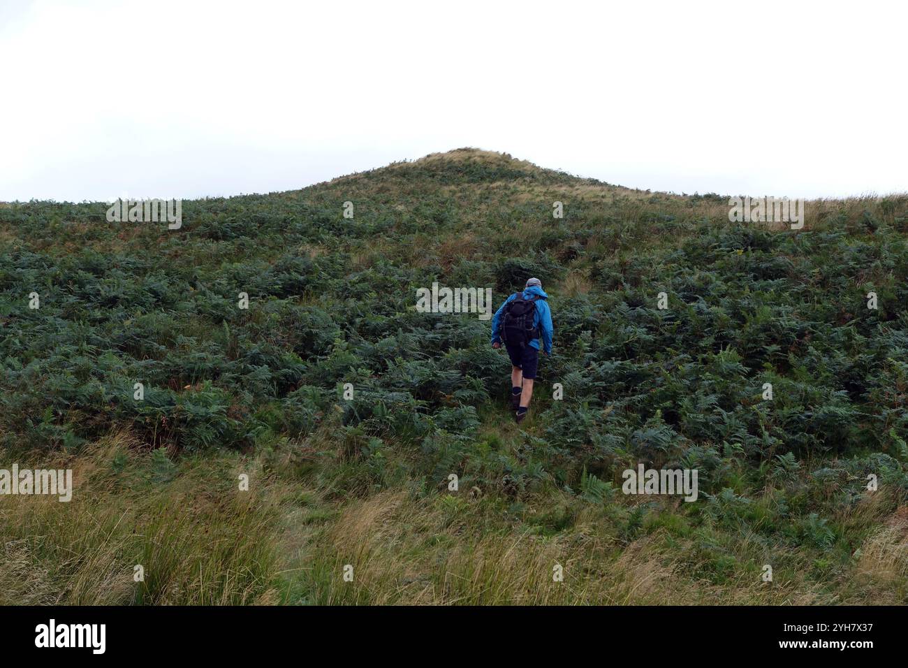 Lone Man (Hiker) Walking Through Ferns/Bracken to the Summit of ...