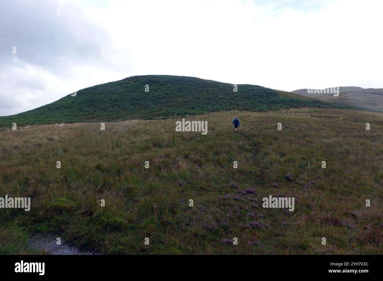 Lone Man (Hiker) Walking Through Ferns/Bracken to the Summit of 'Round ...