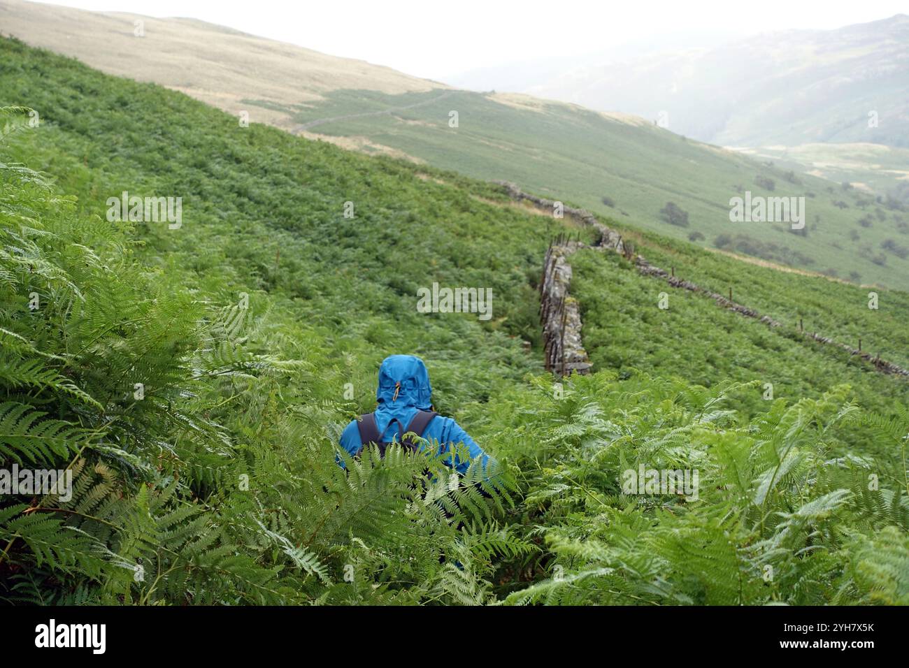 Lone Man (Hiker) Walking on Path Through Tall Ferns/Bracken by Below ...