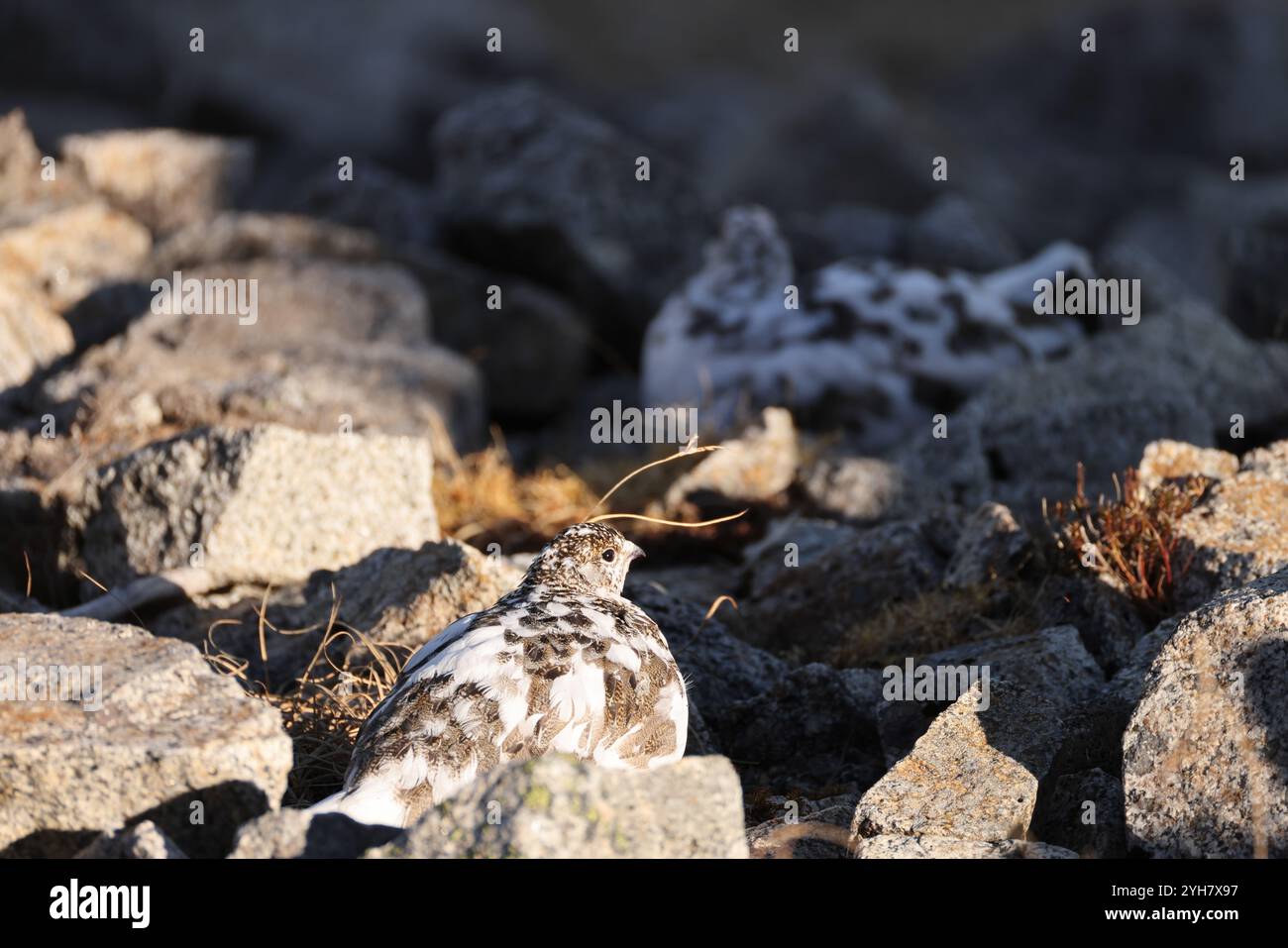 The rock ptarmigan (Lagopus muta japonica ) is a medium-sized game bird ...