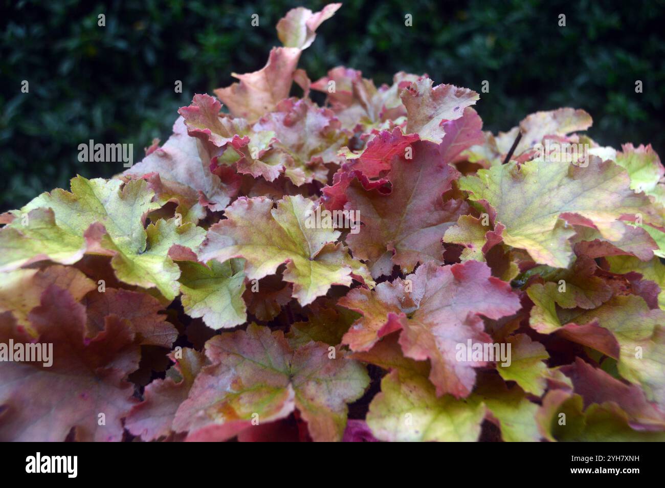 Bronze/Green Ruffled Foliage Heuchera 'Marmalade' (Coral Bells) Leaves ...