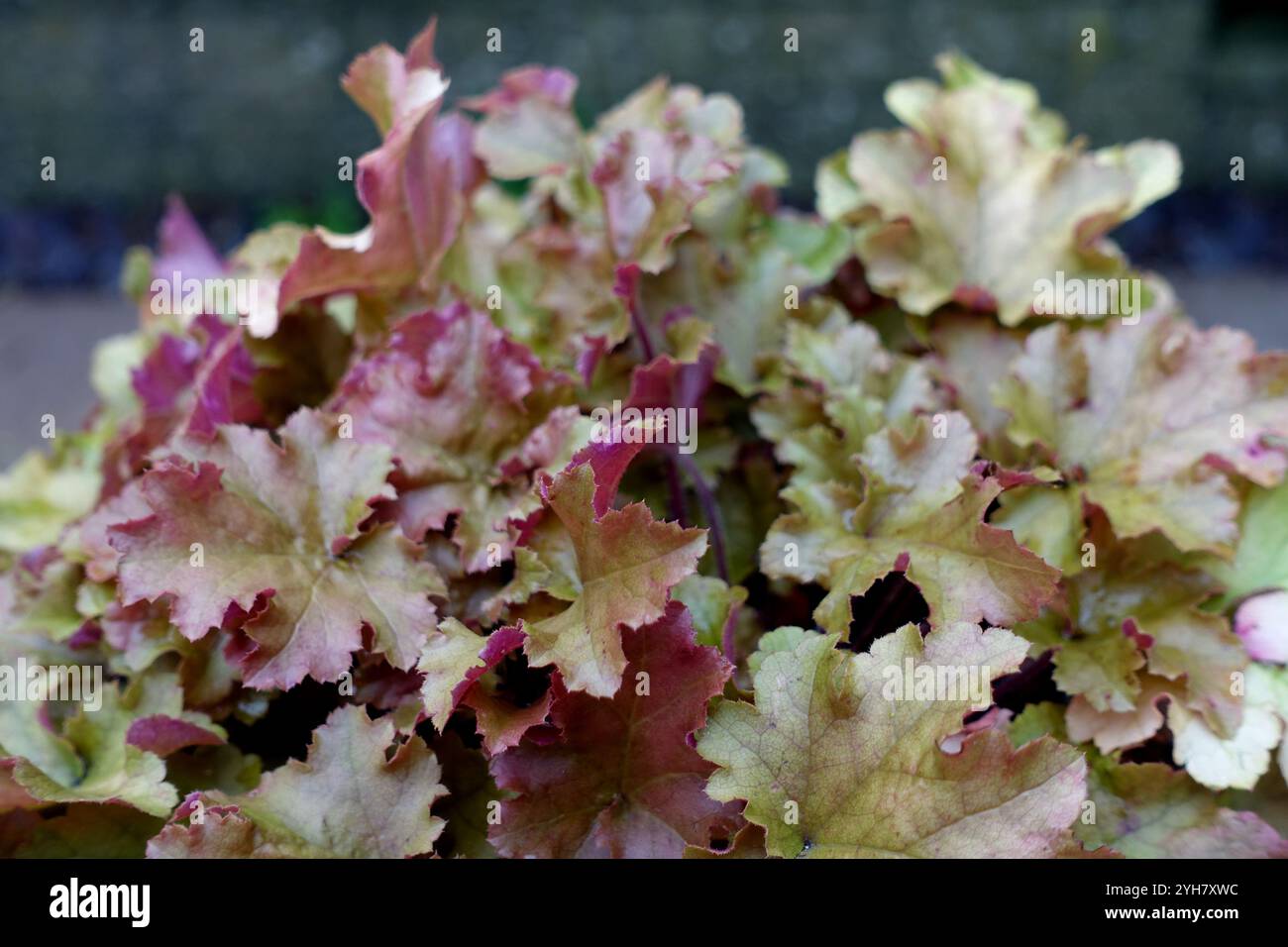 Bronze/Green Ruffled Foliage Heuchera 'Marmalade' (Coral Bells) Leaves ...