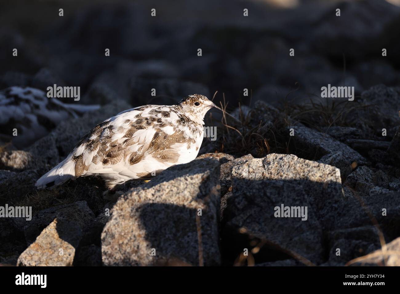 The rock ptarmigan (Lagopus muta japonica ) is a medium-sized game bird ...