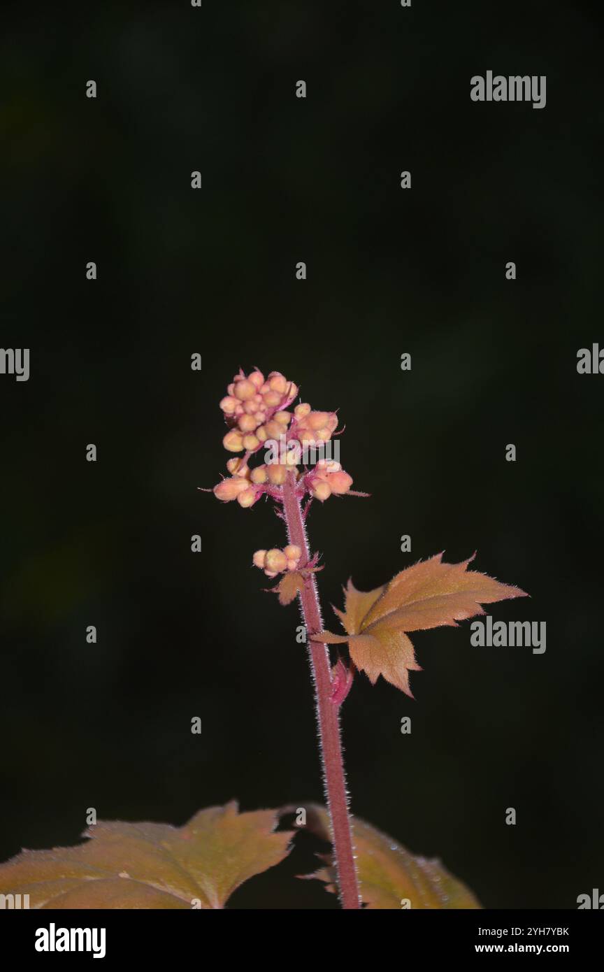 Red Foliage of the Heuchera Sanguinea 'Soda Cherry Cola' (Coral Bells ...