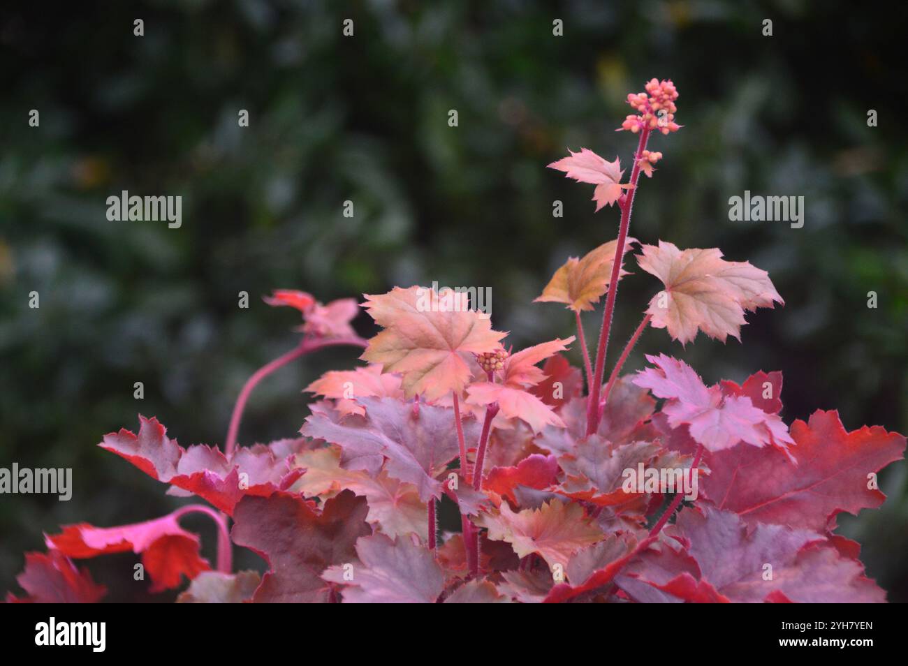 Red Foliage of the Heuchera Sanguinea 'Soda Cherry Cola' (Coral Bells ...