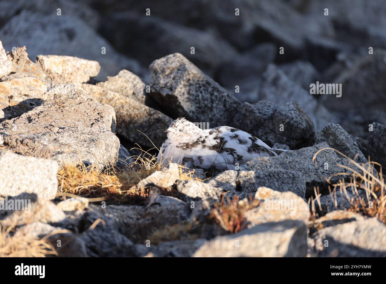 The rock ptarmigan (Lagopus muta japonica ) is a medium-sized game bird ...